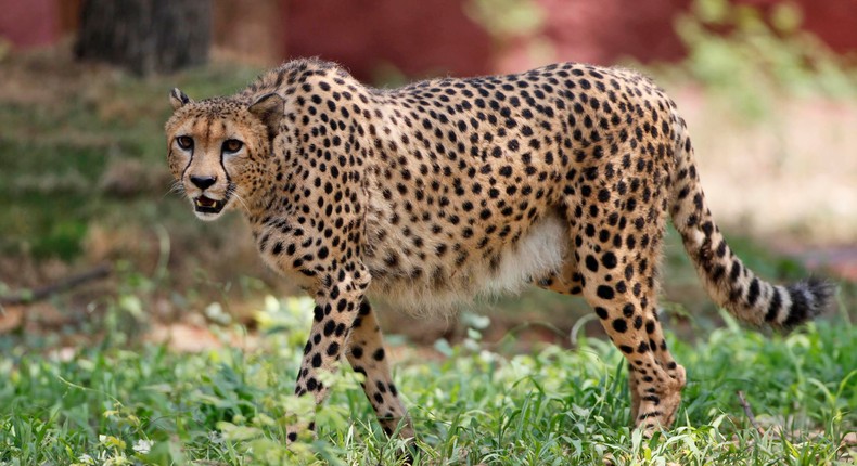 India reintroduced 8 cheetahs after the big cats were wiped out 70 ...