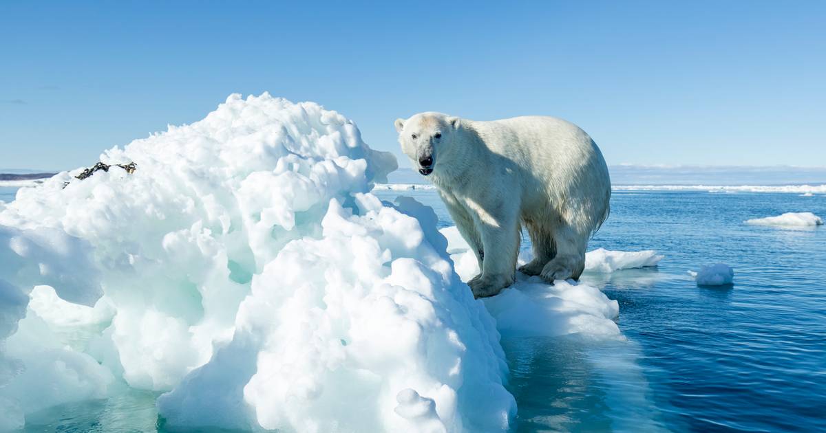 Arktyka ociepla się cztery razy szybciej niż reszta Ziemi - Noizz