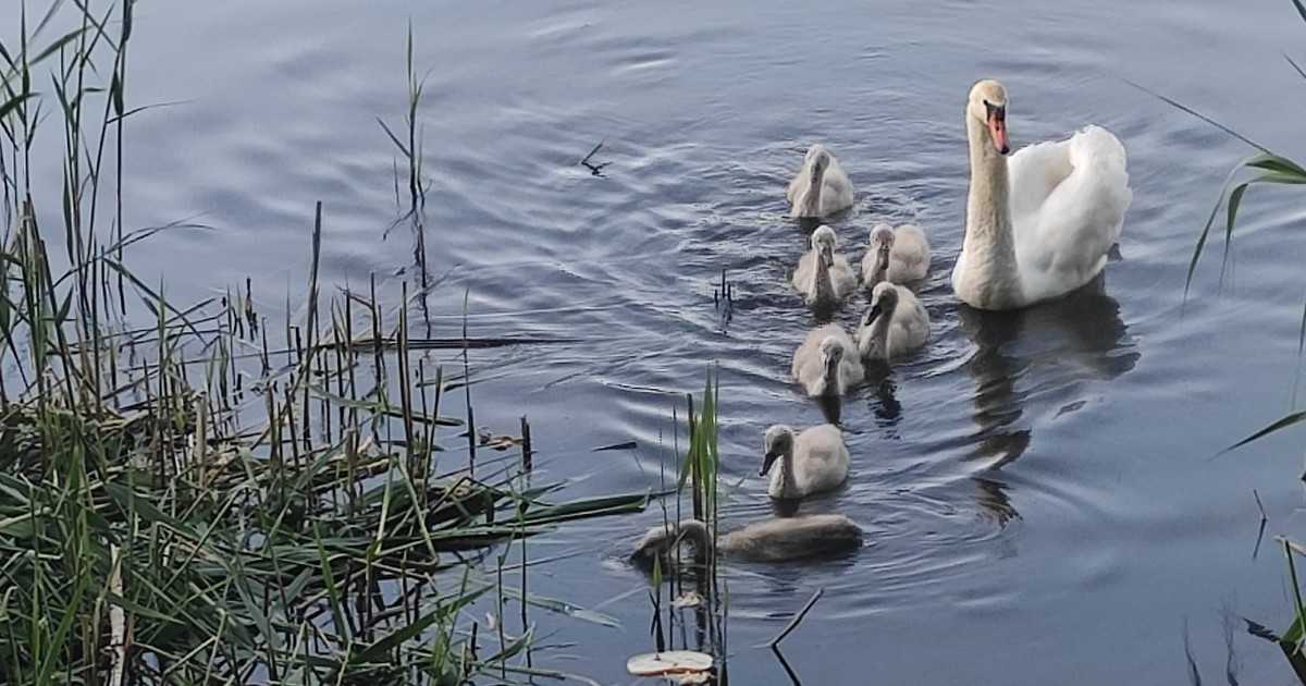 Ruda Bugaj: strażacy uratowali łabędzia