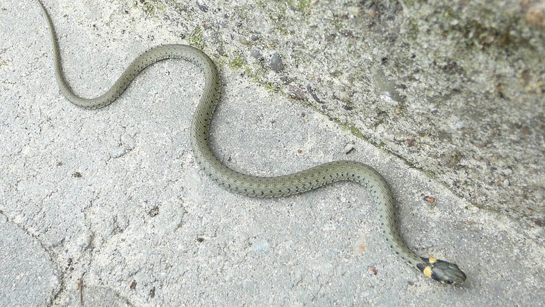 Zaskroniec - czy zakroniec jest groźny? - Podróże