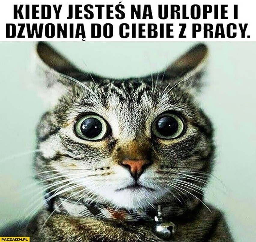 Najlepsze memy o pracy. Popłaczesz się ze śmiechu! - Kobieta