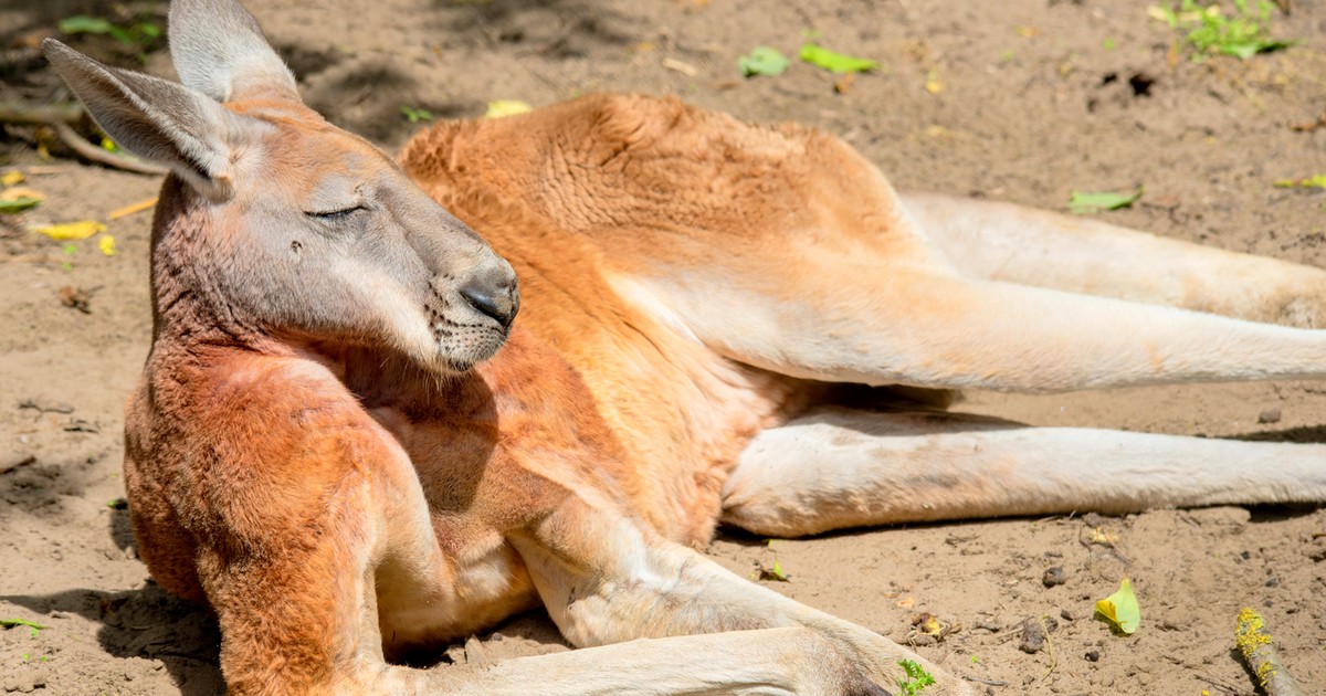Poszukiwania kangura uciekiniera w powiecie działdowskim - Podróże