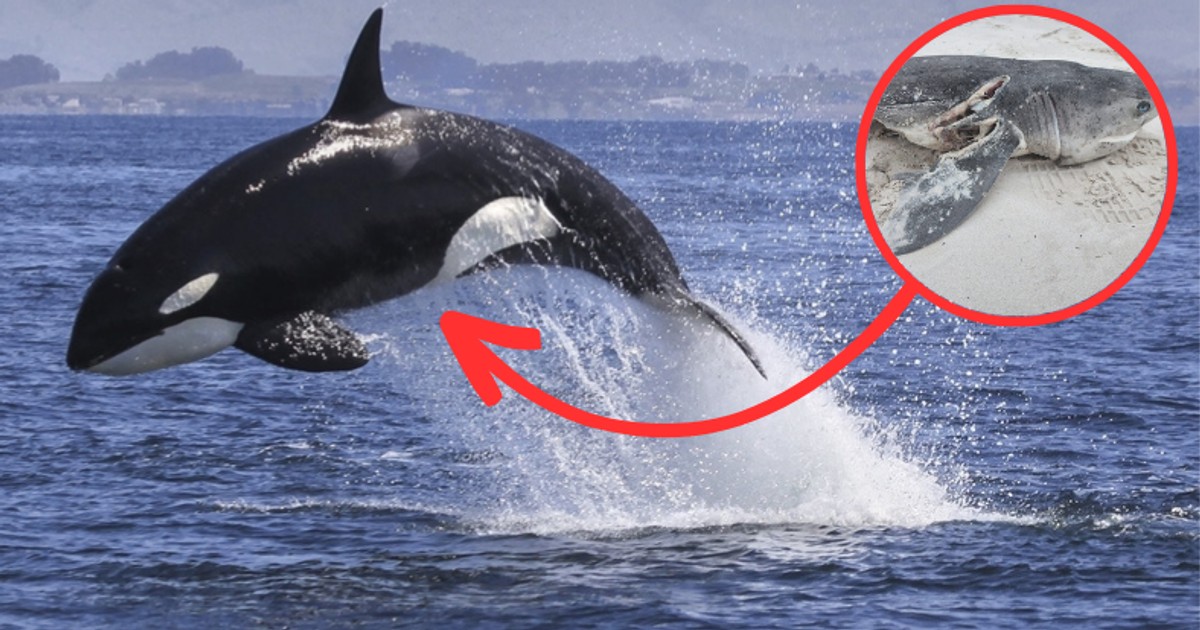 Żywią się wątrobami "królów polowań". Orki zagryzły 17 ofiar - Podróże