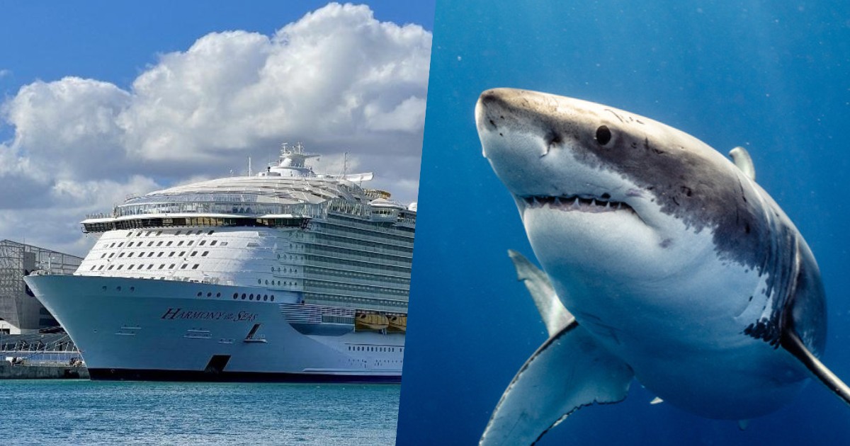 Śmiertelny finał rejsu wycieczkowcem. Drapieżnik czekał w wodzie - Podróże