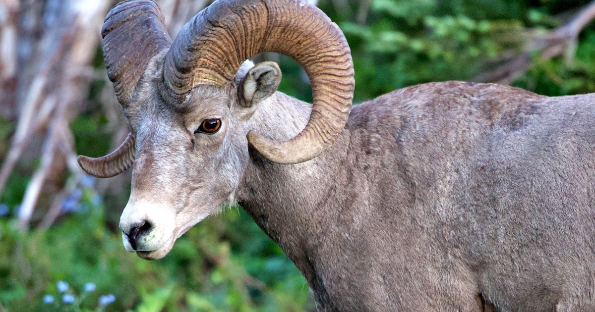 Montana rancher paid $4,200 to clone a dead sheep and launched a farm ...