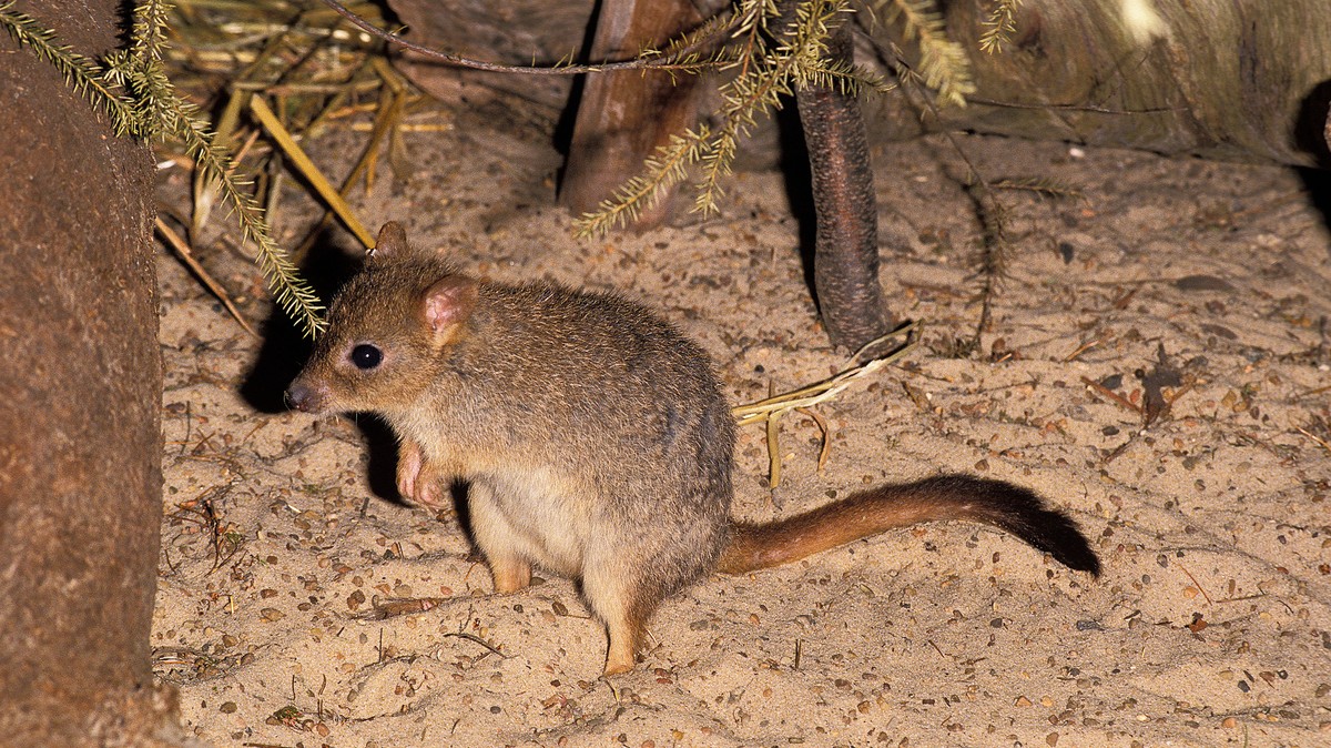 A kihalás széléről tért vissza egy mini kenguru Ausztráliában
