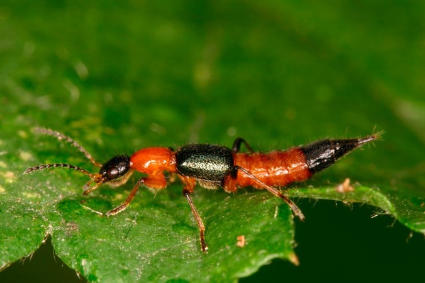 Pune dermatološke ordinacije zbog insekta koji ostavlja bolne opekotine ...