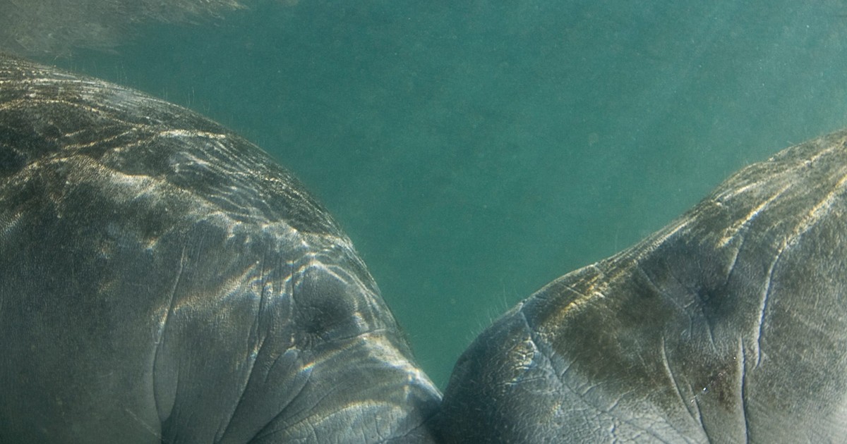 Florida Sheriffs Office Asks People To Stop Calling Them About Manatees Having Group Sex