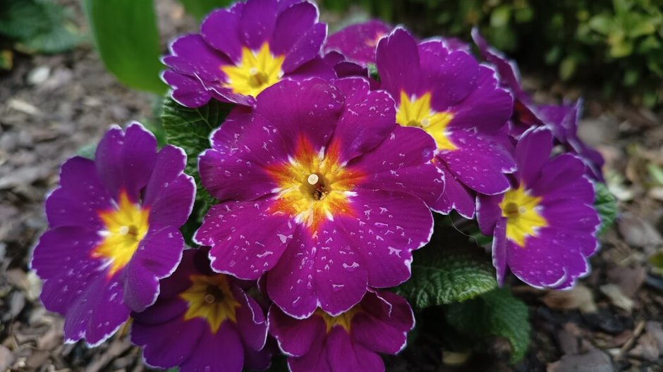 Prymule, czyli pierwiosnki – oznaka wiosny! - Styl życia