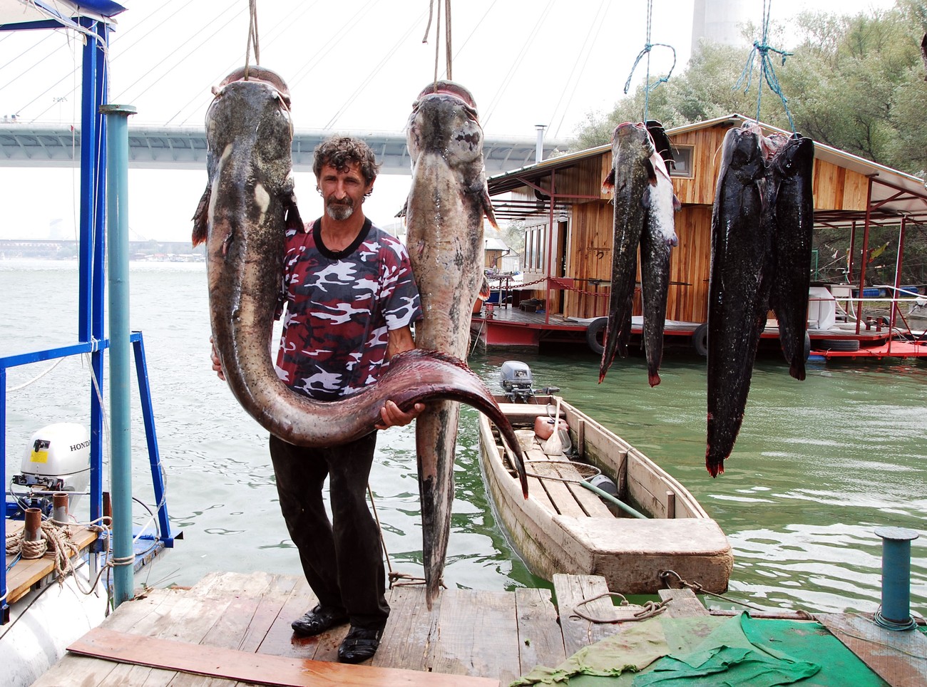 Meduze, somovi od 100 kila i još mnogo toga: Kamerom kroz vode Savskog ...