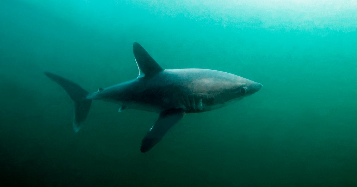 Rekiny w Morzu Bałtyckim. W polskich wodach mamy aż trzy gatunki ...