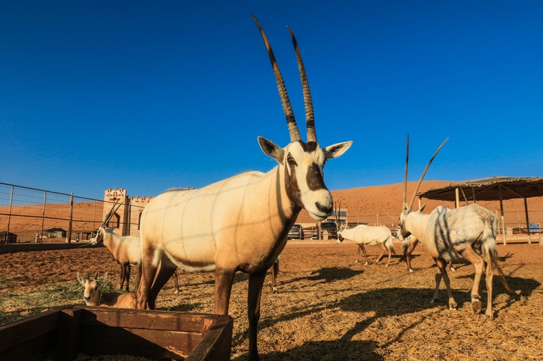 Rezerwat antylopy arabskiej oryks – historia - Podróże