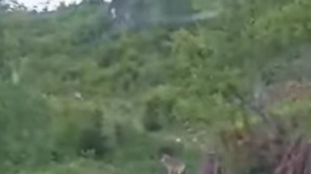 Vuk došetao među ljude: Snimljen na nekoliko metara od kuće kod Prijepolja - Blic