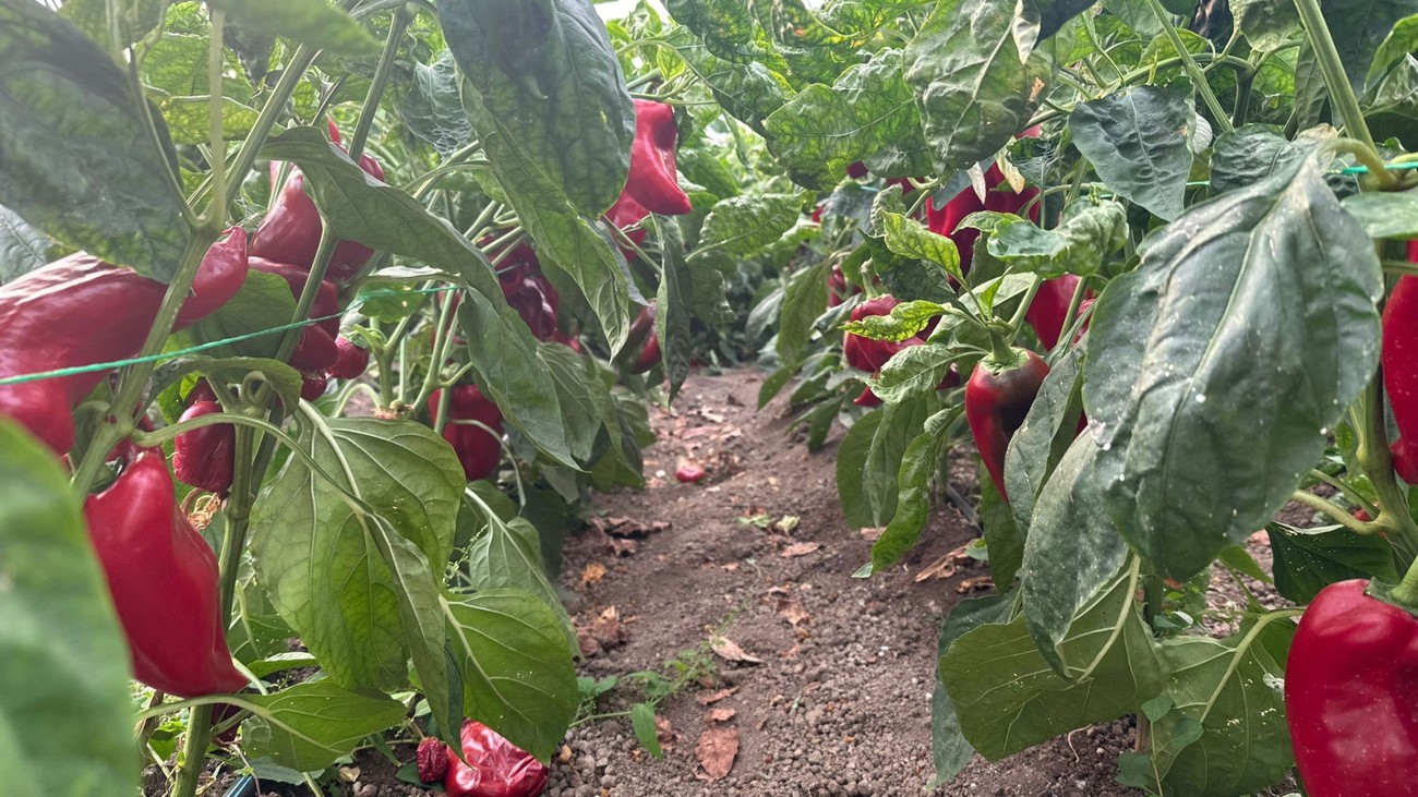 Njegoš iz Prijepolja sve što nabere to i proda uprkos poskupljenju paprike