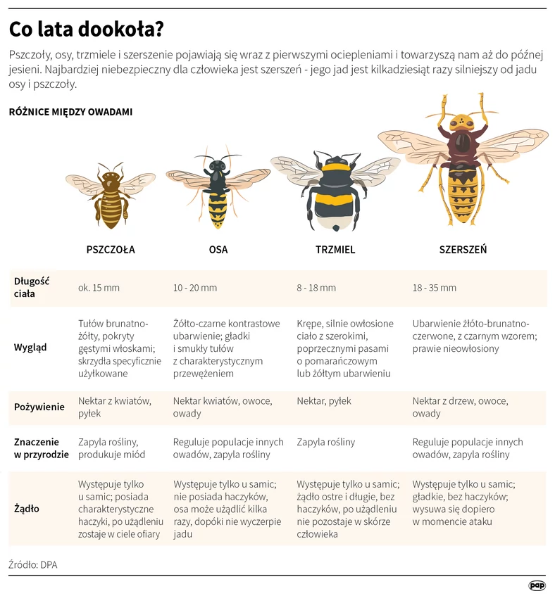 Co nas może użądlić? Poznaj owady - Podróże