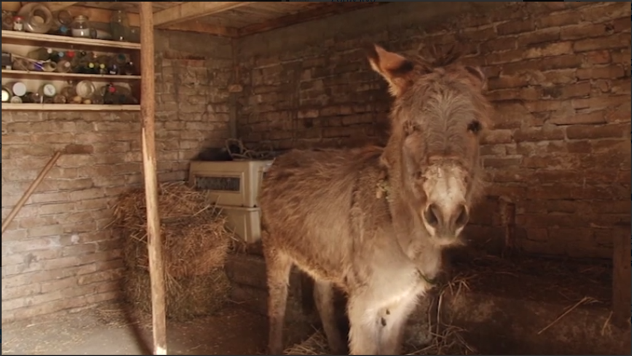 Magarac koji je pre 5 godina "pobegao" od kuće pronađen kako živi sa ...