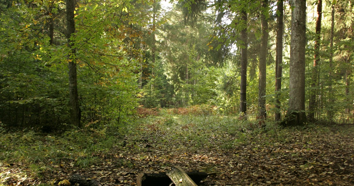 Najstarszy naturalny las w Europie jest w Polsce!