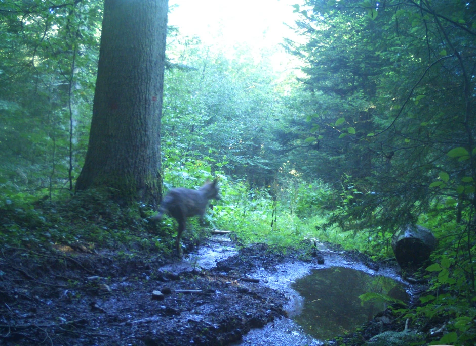 Vukovi - šta uraditi: "Ako ih vidite, podignite ruke. Psa ne treba ...