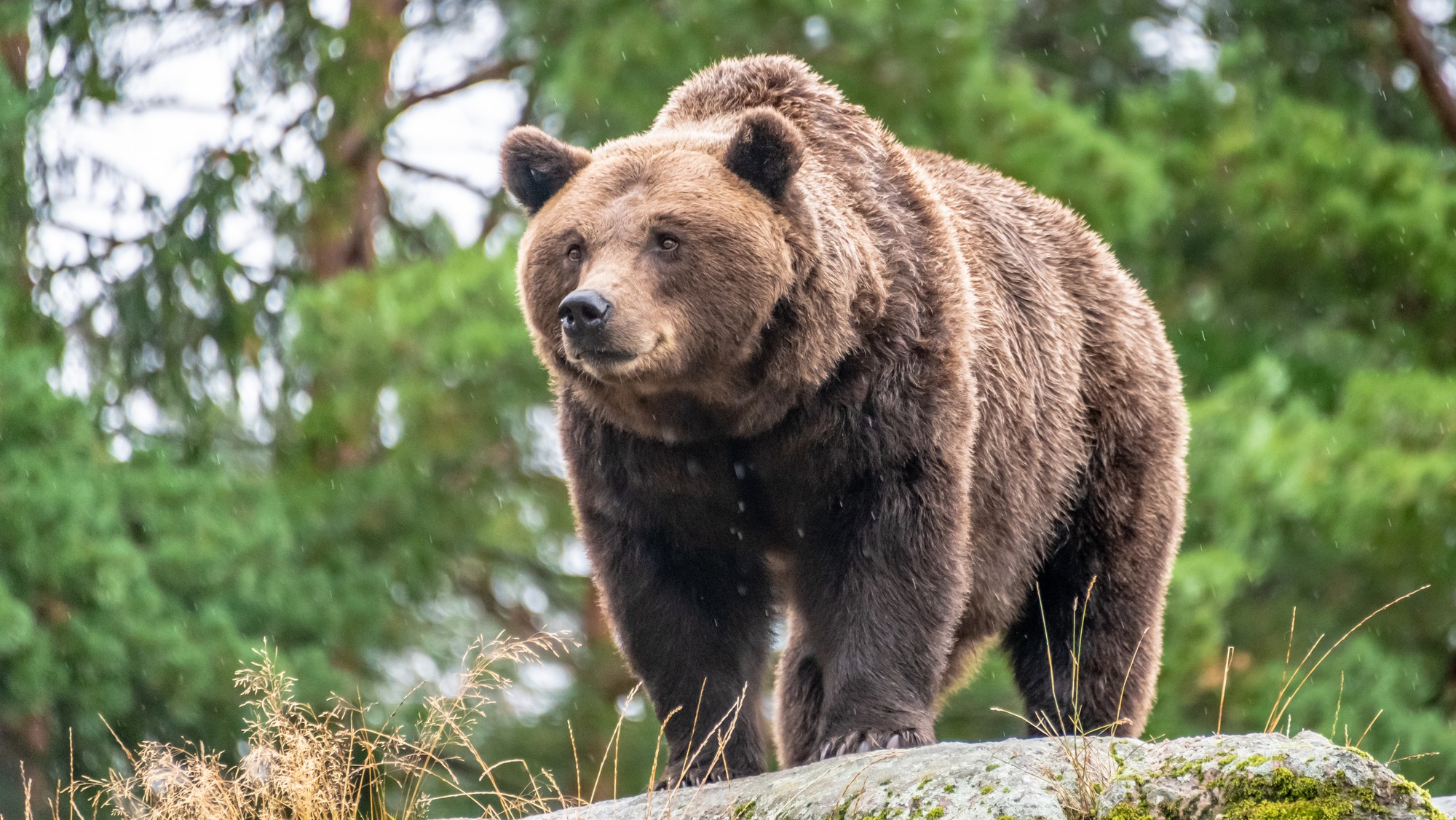 Pohybuje sa na Slovensko ďalší medveď? Mesto upozornilo občanov ...