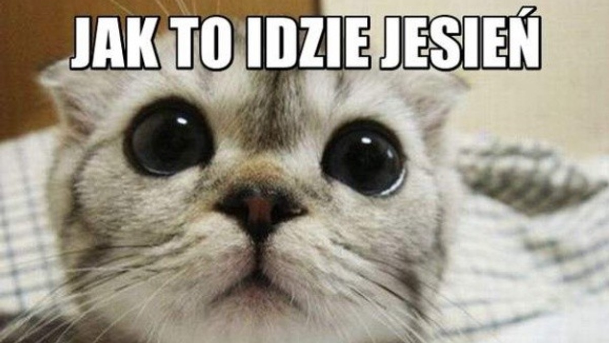 Najlepsze memy o jesieni. Internauci w formie - Kobieta