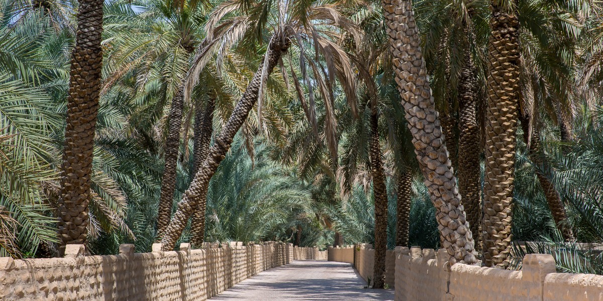 Oaza Al-Ahsa - historia, informacje, ciekawostki - Podróże