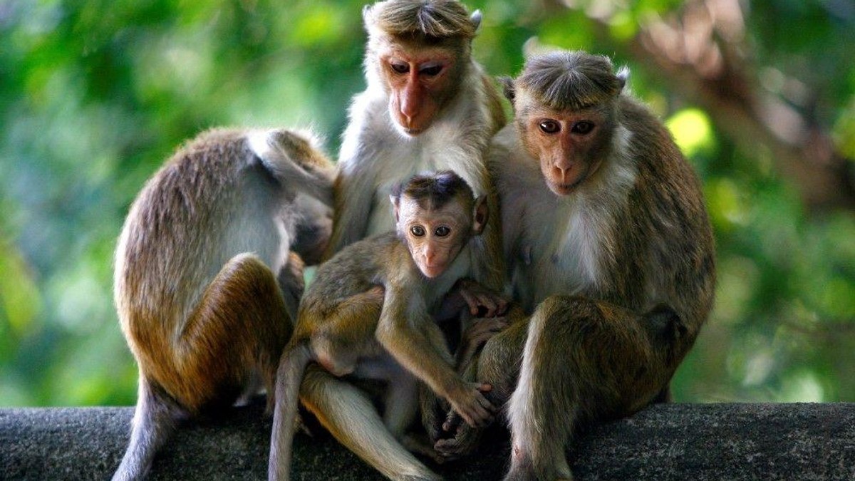 Ministar krivi majmuna za nestanak struje širom Šri Lanke - Blic