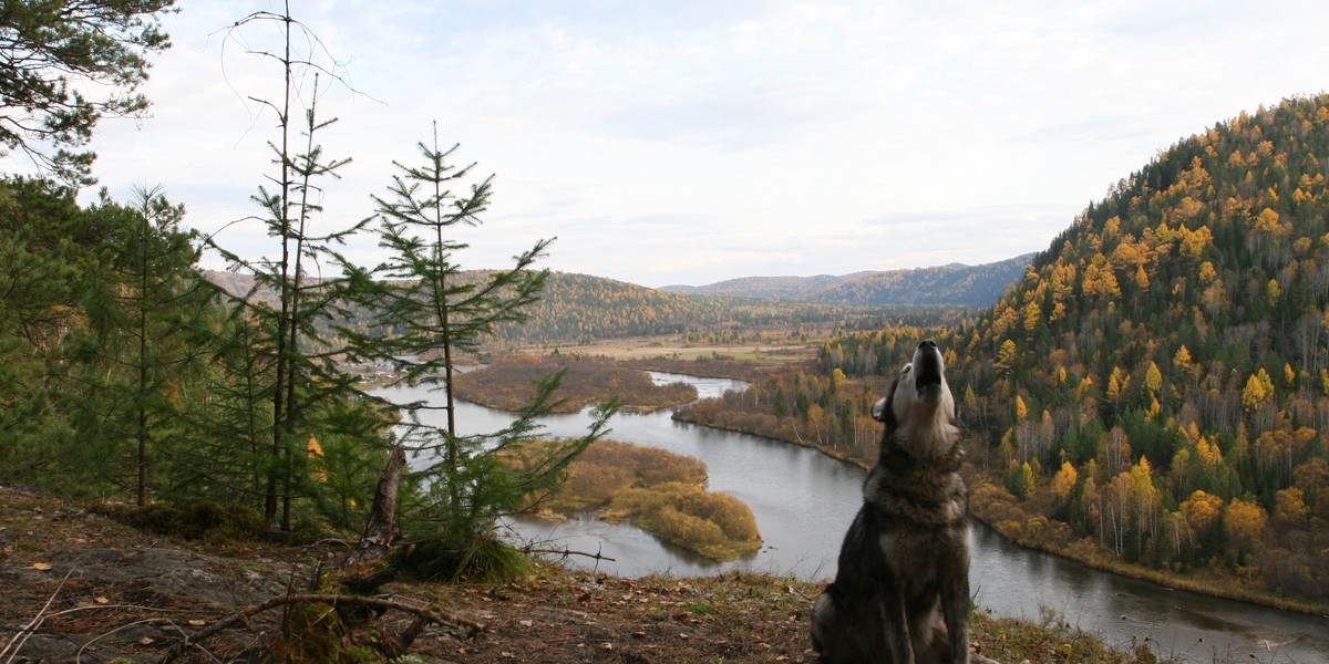 Syberia - Wiadomości