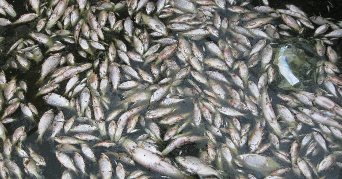 Neviđeni pomor riba u Toplici, reka crne boje - Blic