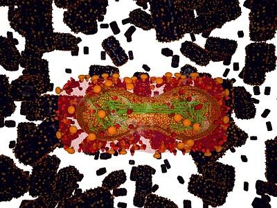 Ovčie kiahne: Kedy a ako sa prejavujú? | Najmama.sk