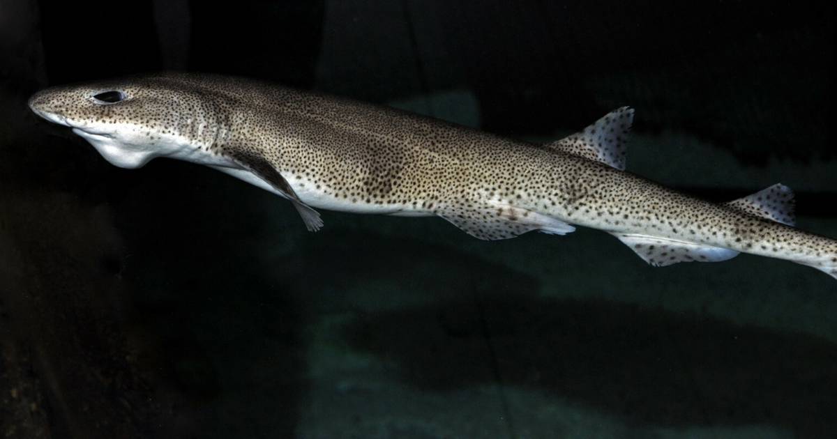 W Bałtyku występują rekiny. Stacja badawcza potwierdza - Noizz