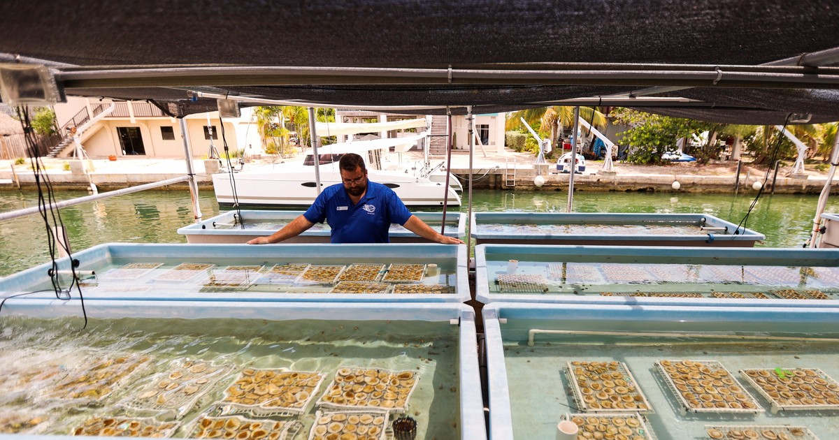 The safest place for some species of Florida coral? Land. | Business ...