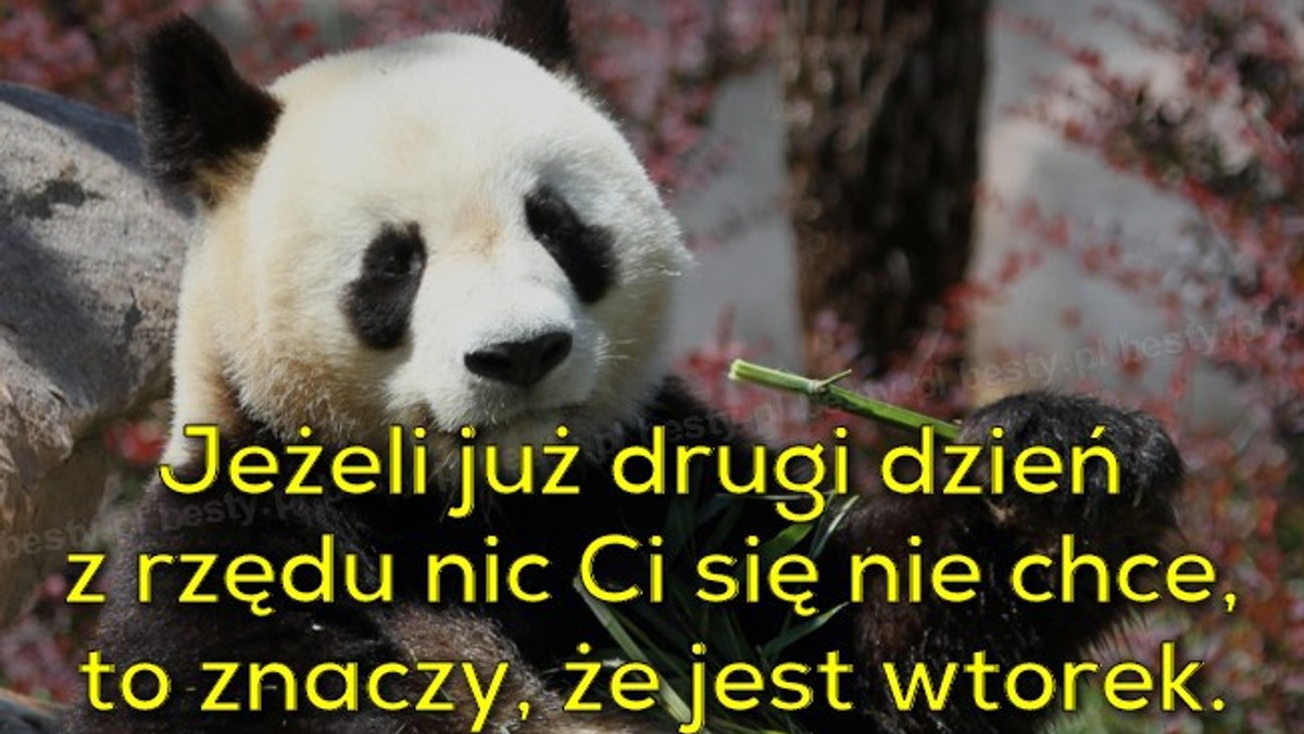 Dopiero wtorek, a już czekasz na weekend? Te memy poprawią ci humor ...