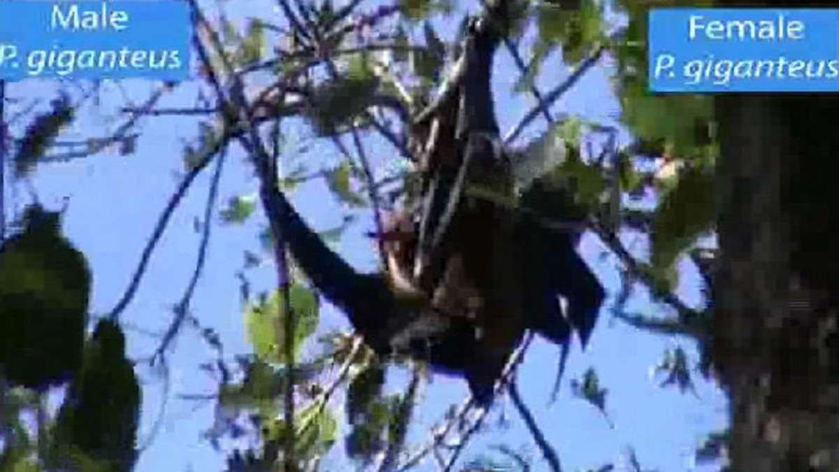 I slepi miševi uživaju u oralnom seksu - Blic