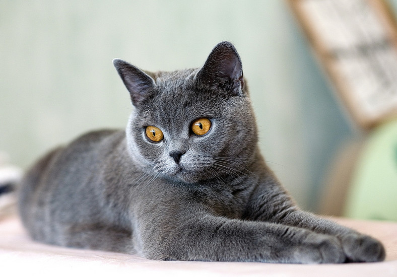 Kot domowy - najpopularniejsze rasy kotów - Dom
