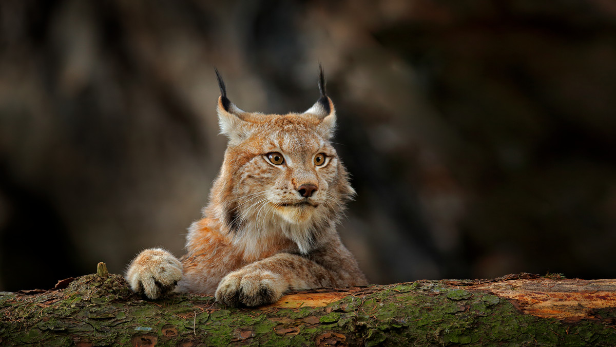 Ktoś zabija rysie. Cała rysia rodzina zginęła od strzałów - Wiadomości