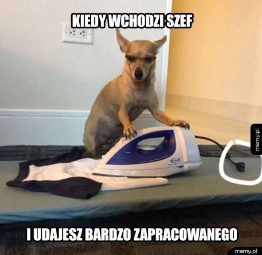 Najlepsze memy o szefie. To samo życie - Kobieta