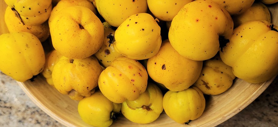 Pigwowiec. Poznaj jego właściwości i dowiedz się jak go wykorzystać - Styl życia