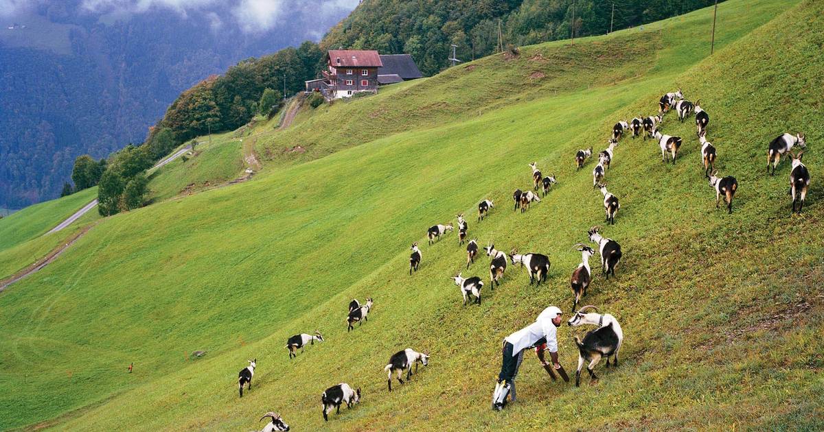 Thomasa Thwaites dostał antynobla. Człowiek-koza robi szał - Noizz