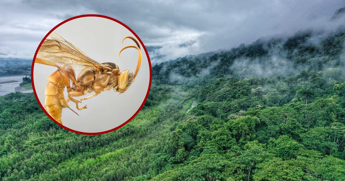 Wyjątkowe odkrycie w lasach deszczowych w Peru. Oto osa "wampiryczna ...