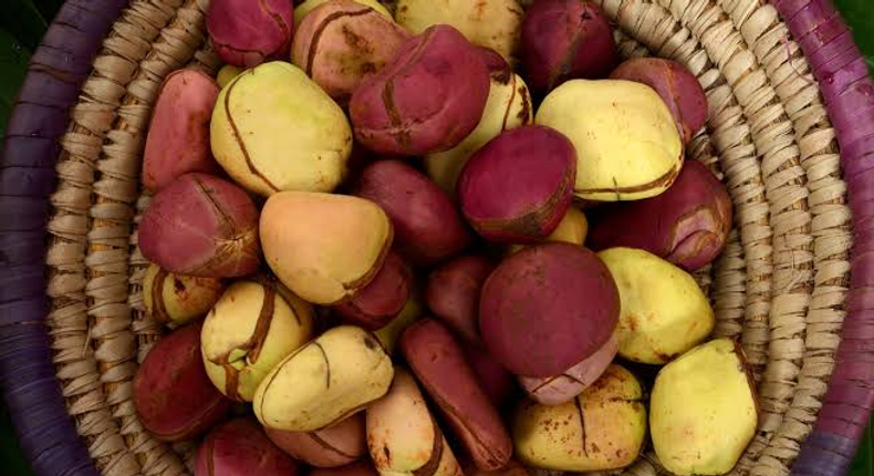 Why kola nut is highly celebrated in Igboland | Pulse Nigeria
