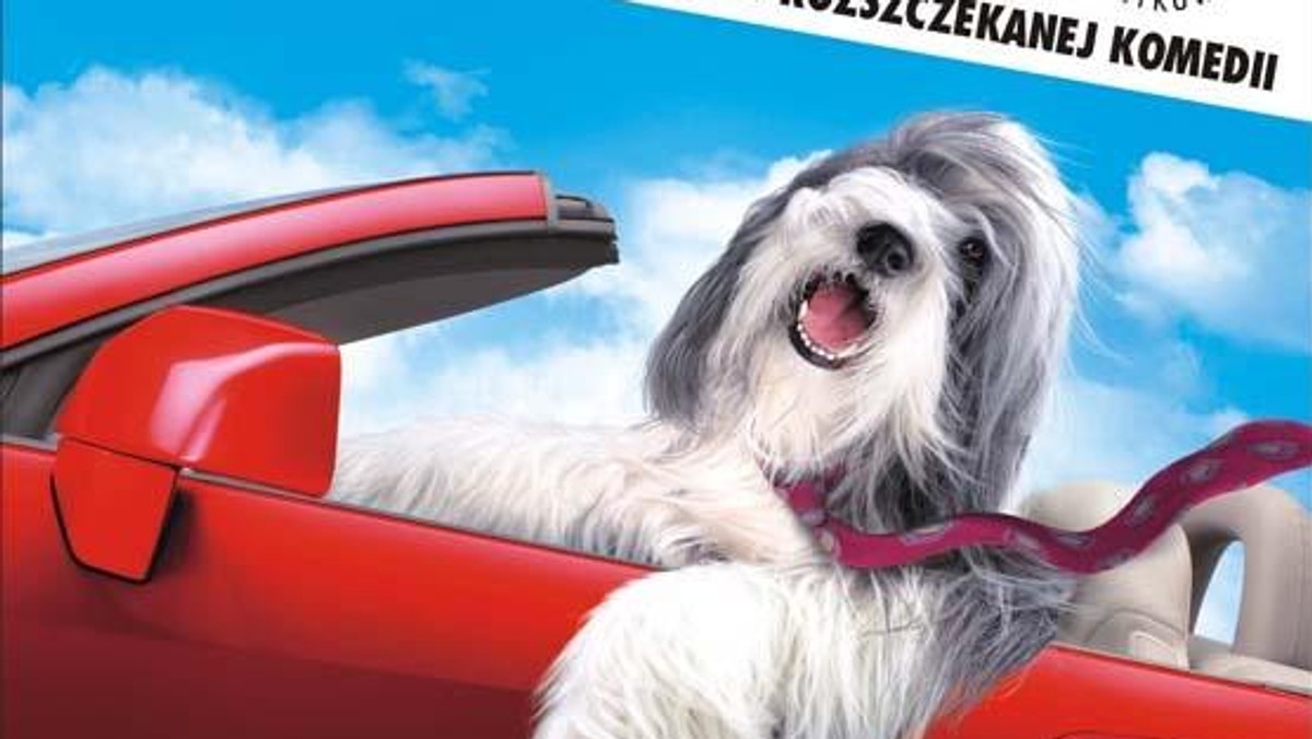 Na psa urok - plakaty - Film Na psa urok - plakaty - Film
