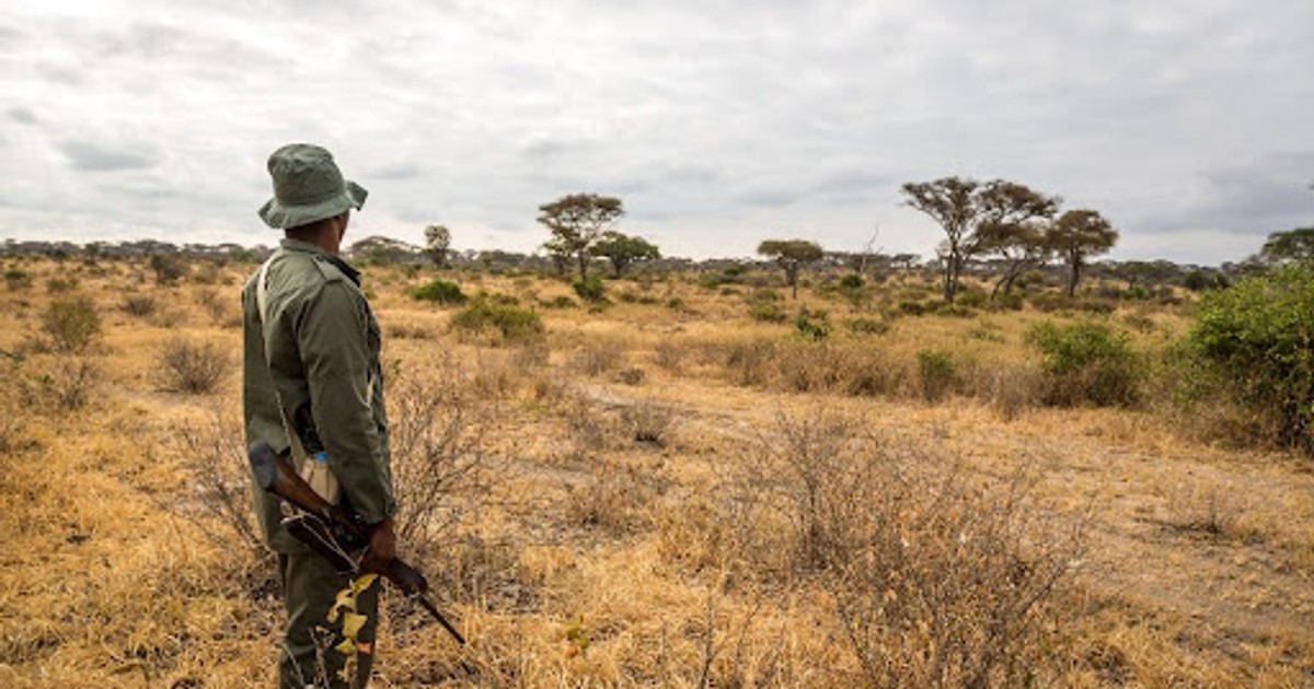 Thousands of wildlife rangers join forces across Africa to honour their ...