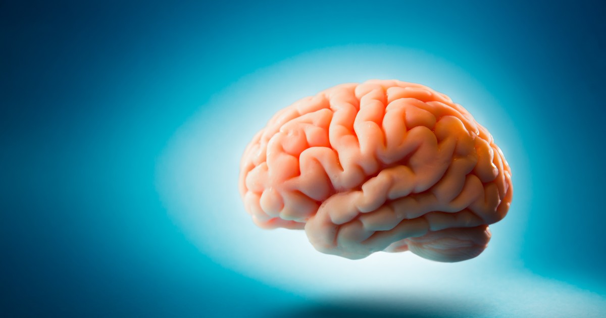 Mózgowie - budowa i funkcje