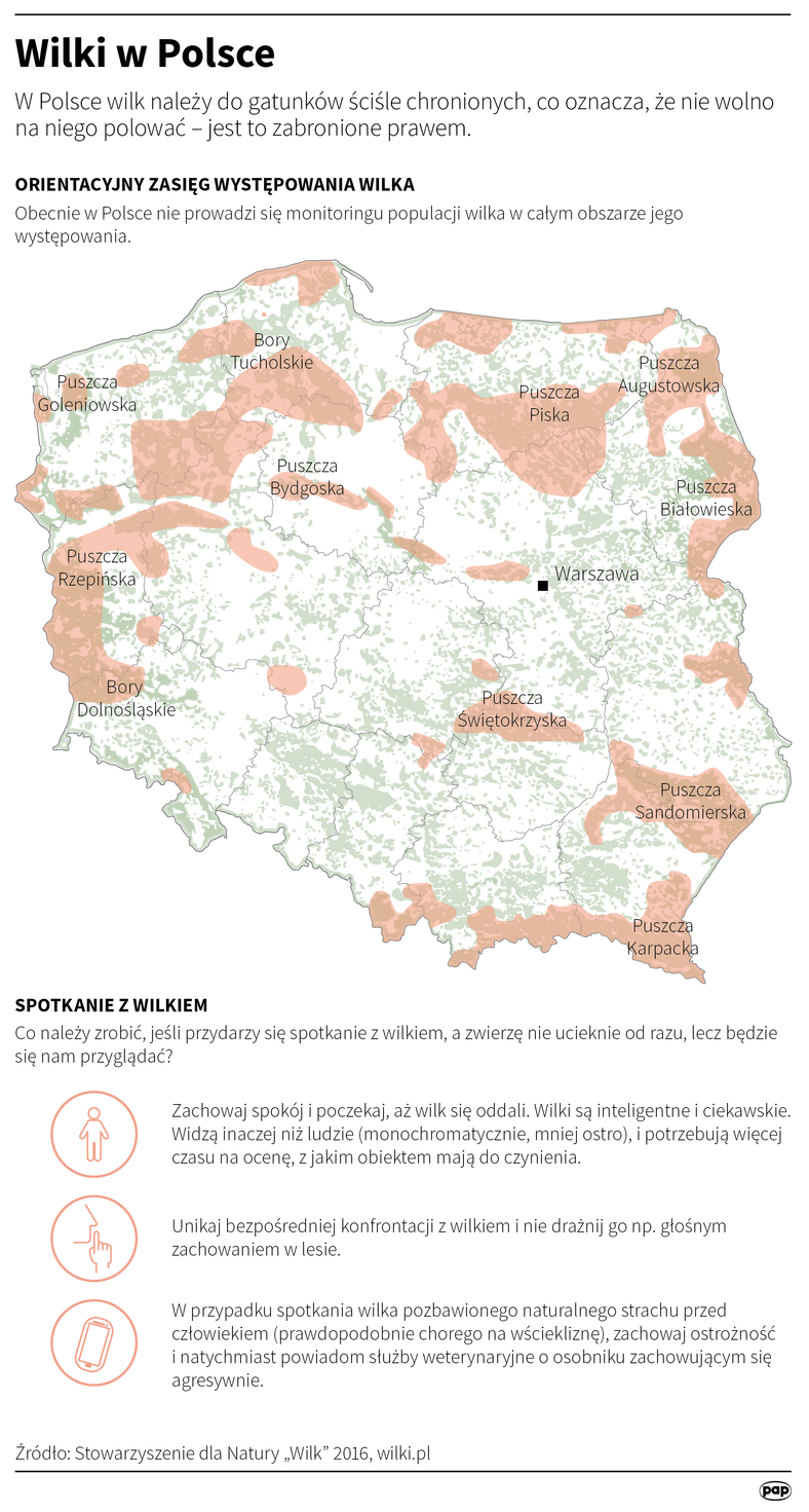 Wilki w Polsce [INFOGRAFIKA] - Podróże