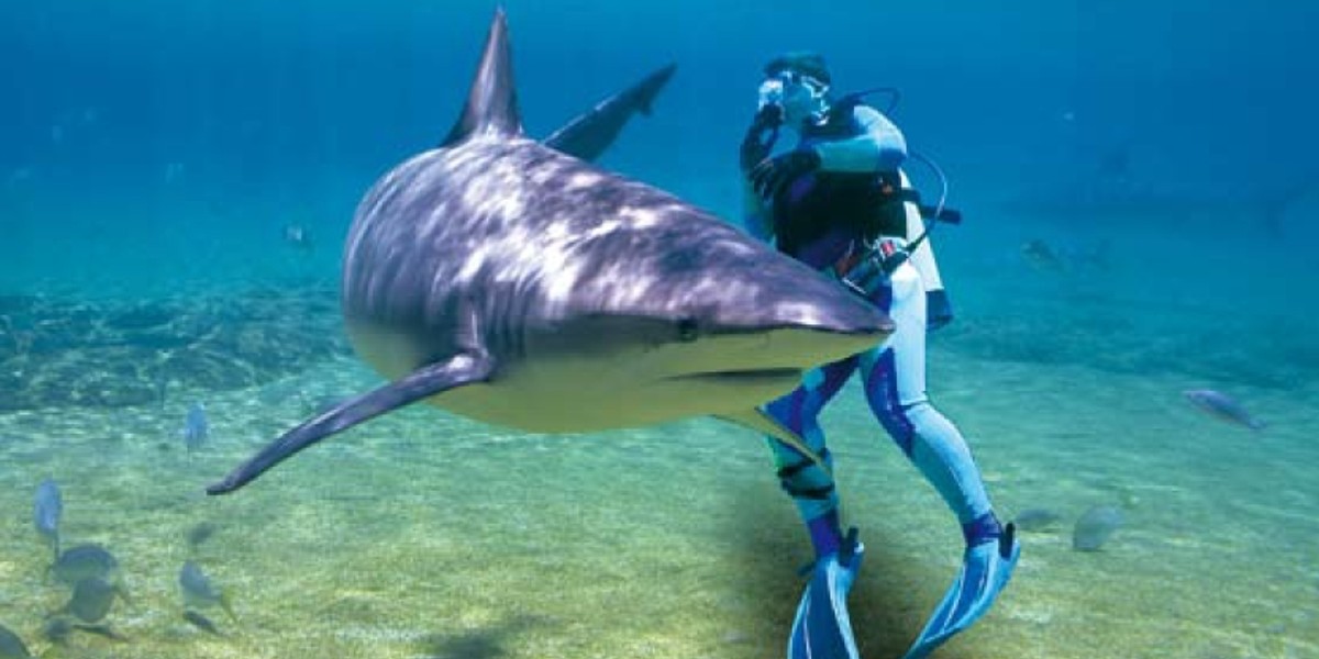 Rekiny - mity i fakty, cz. 2 - Podróże