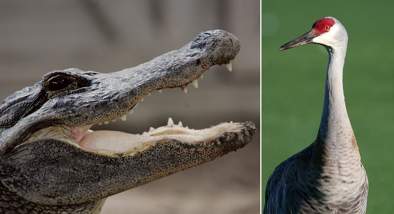 Video shows an alligator facing off — and then running away from — a ...