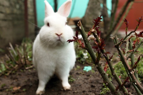 Srbija cveta: Neverovatne slike proleća koje su nam poslali čitaoci od ...