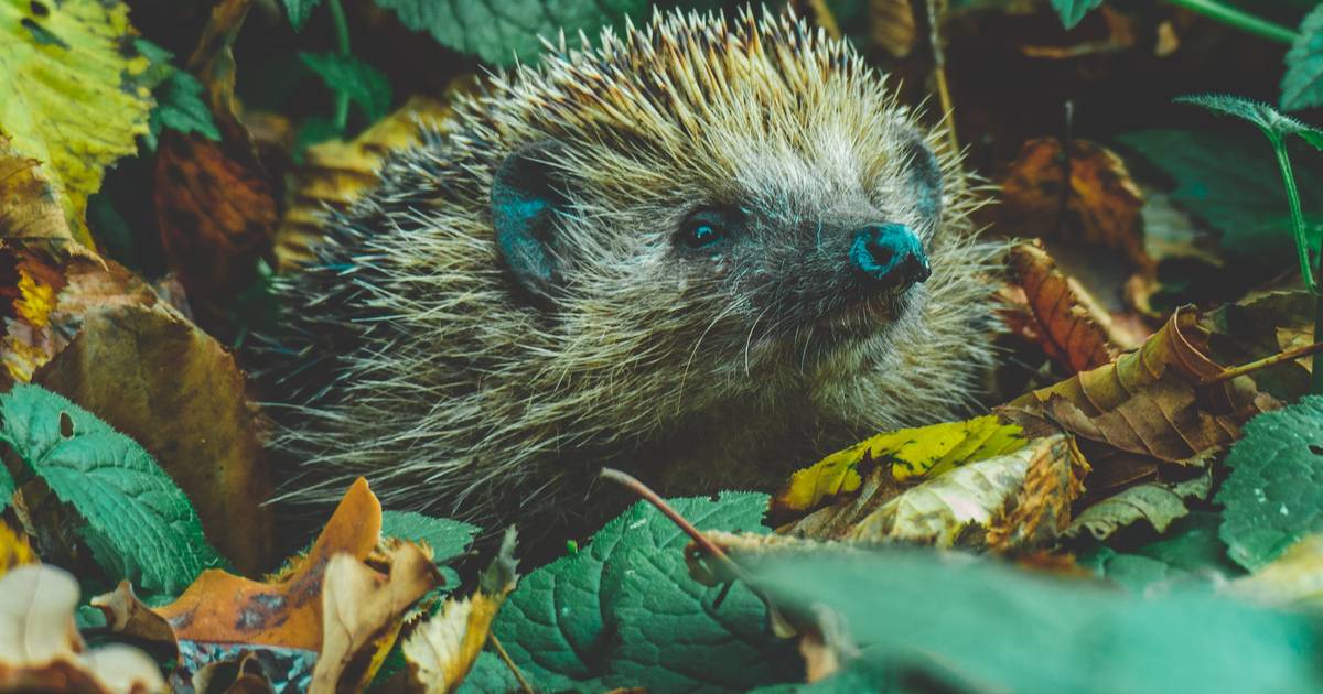 Odnaleziono najstarszego europejskiego jeża. Zmarł w wieku 16 lat - Noizz