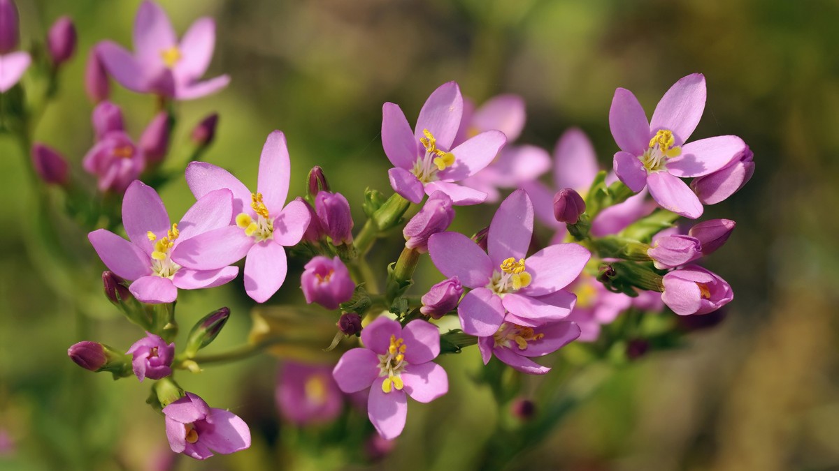 U starom Rimu su je plaćali SUVIM ZLATOM, dovoljno je da SAMO JEDNU ...