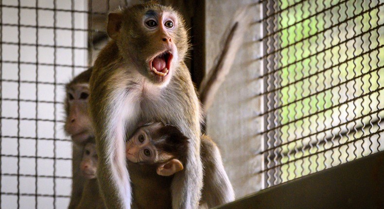 A biomed company wanted to house 43,000 monkeys near Houston. The ...